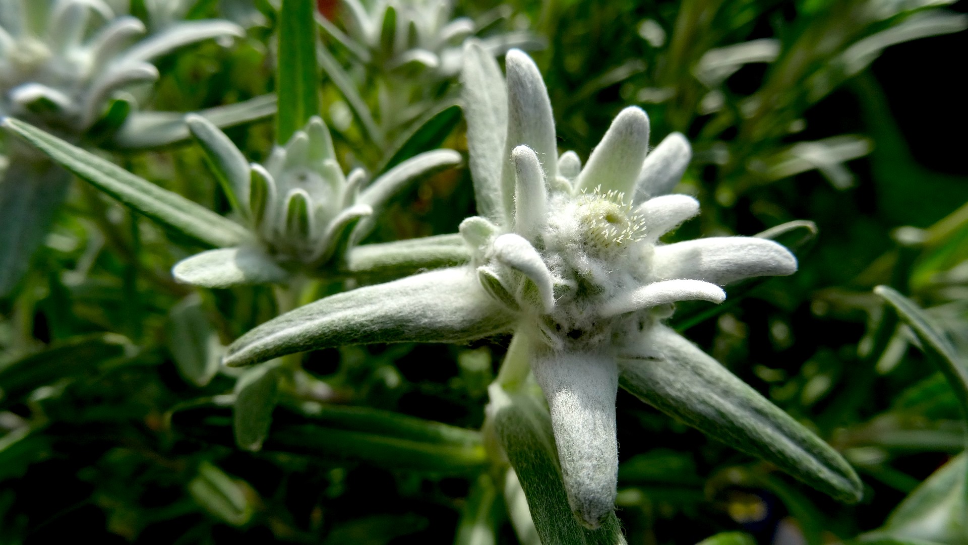 Edelweiss Extract and the Power of the Alpine Star - Henné Organics